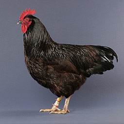 POLLITOS :: Pollos, gallinas, pollitos, pollitas y huevos fértiles